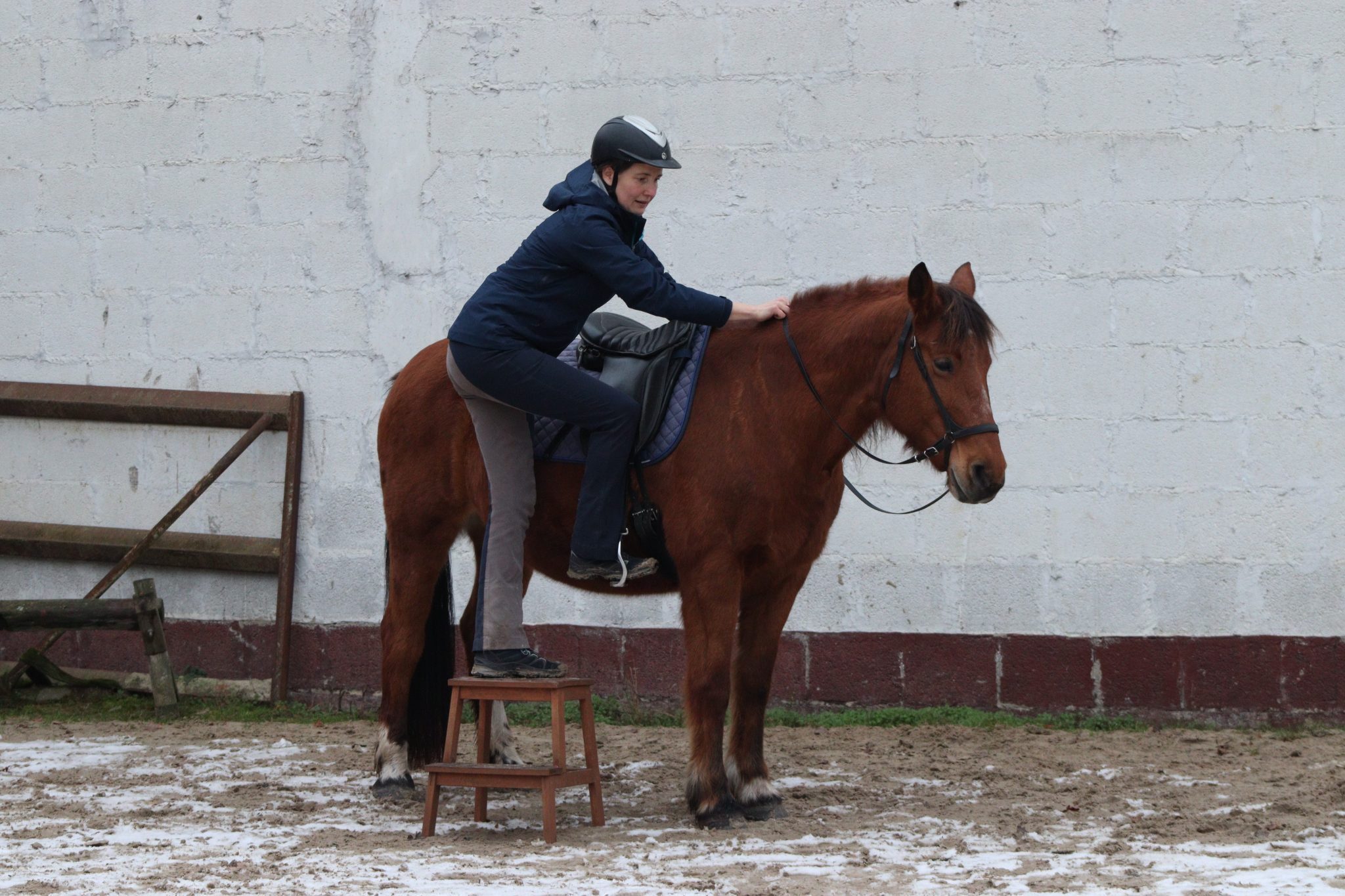 Achtsames Aufsteigen – Onlinekurse Tiereakademie